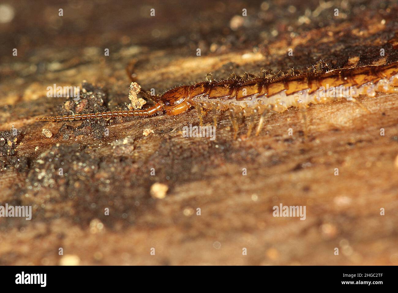 Stone Centipede( Order Lithobiomorpha Stock Photo - Alamy