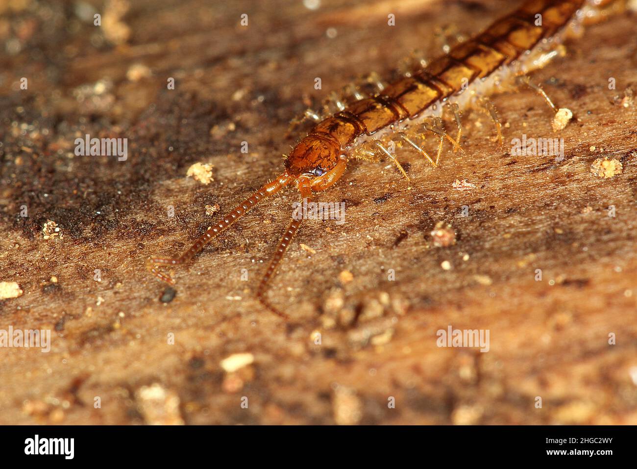 Stone Centipede( Order Lithobiomorpha Stock Photo - Alamy