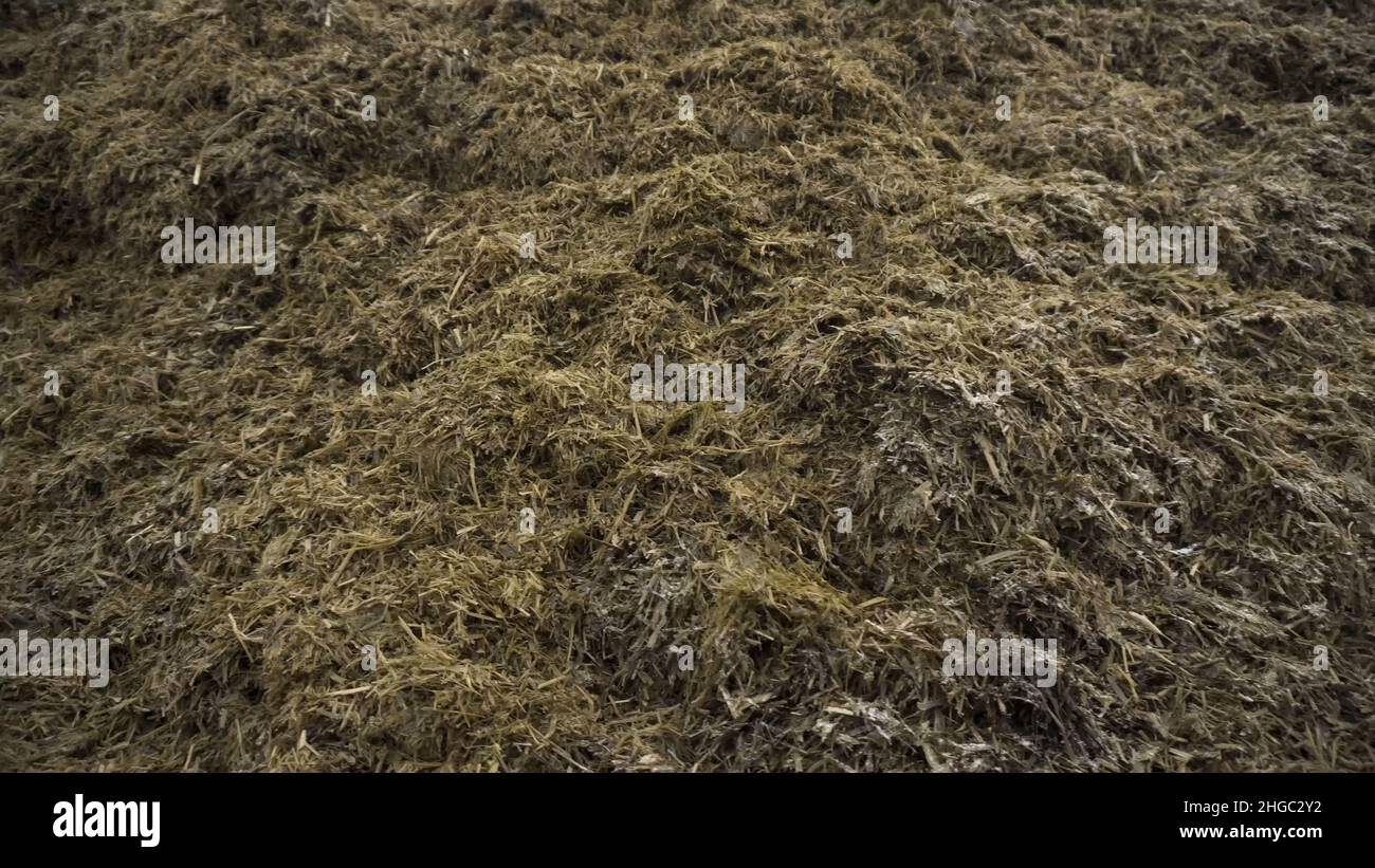 Close up for the pile of old grass and humus prepared for soil ...