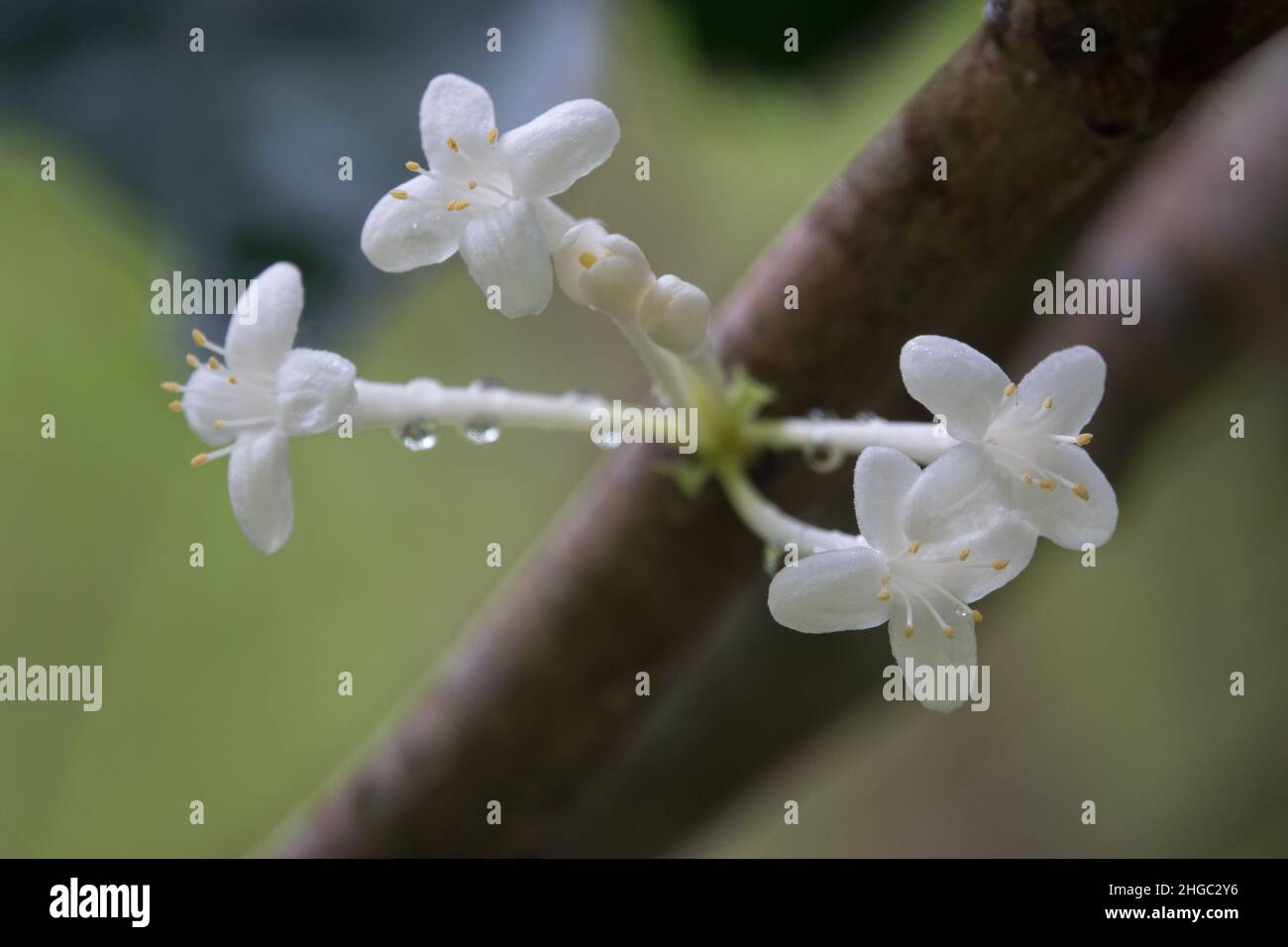 Flowers in bloom of Scented Daphne (Phaleria clerodendron) tree ...