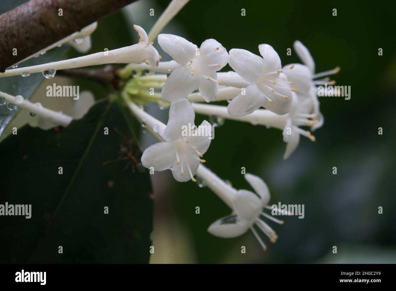 Daphne tree hi-res stock photography and images - Alamy