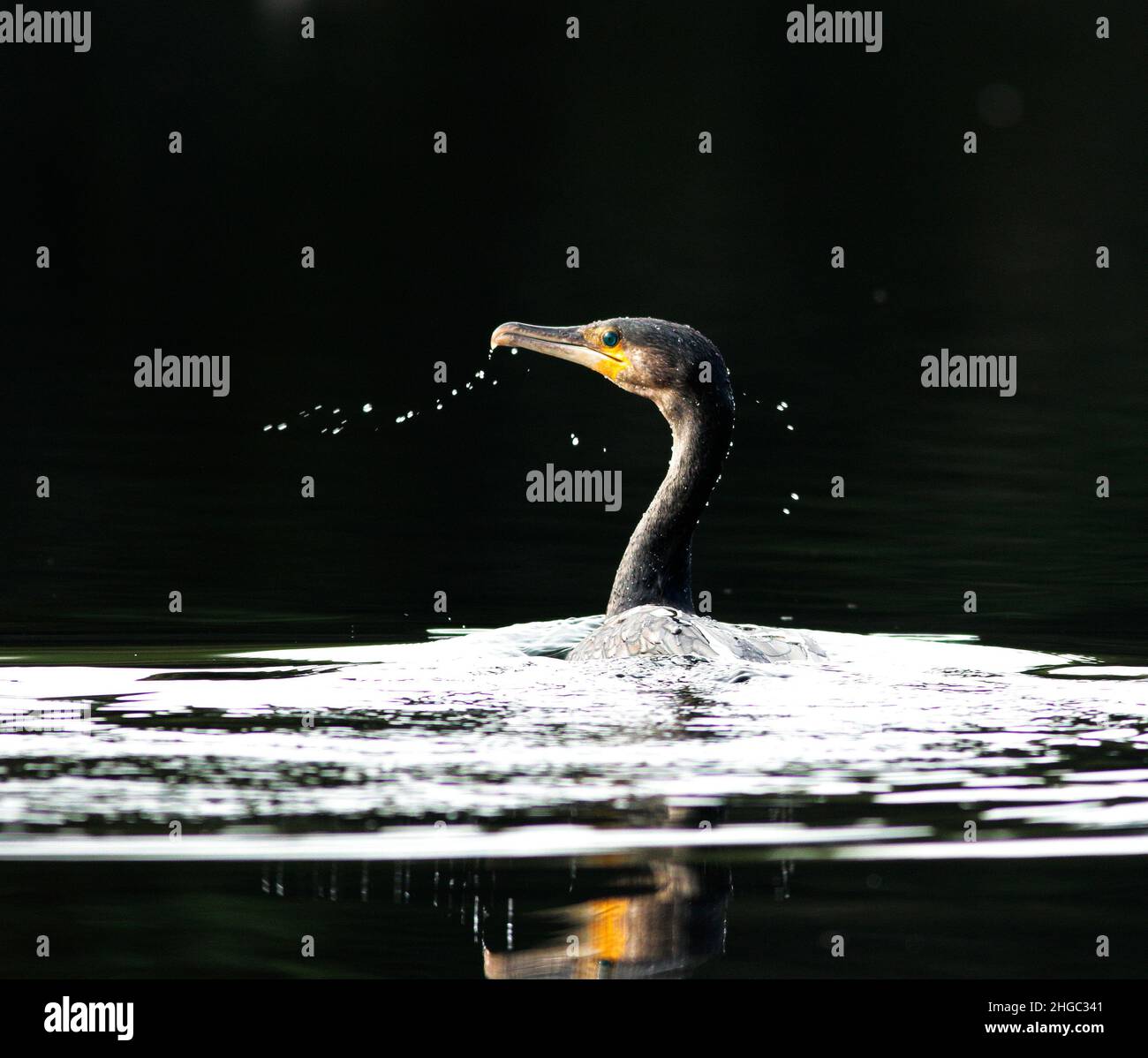 Irish seabirds hi-res stock photography and images - Alamy