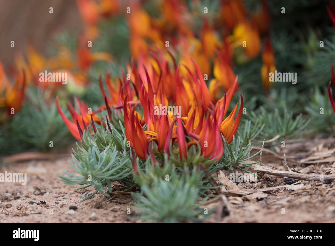 Lotus Red Flash (Lotus berthelotii) ground cover plant in bloom ...