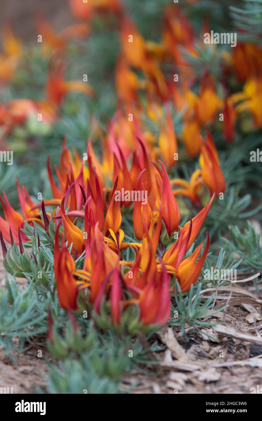 Lotus red flash hi-res stock photography and images - Alamy