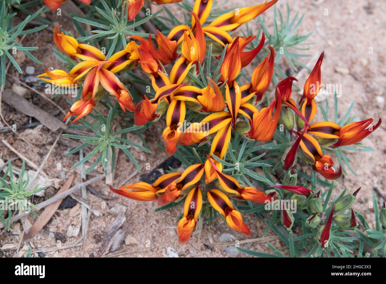 Lotus Red Flash (Lotus berthelotii) ground cover plant in bloom ...