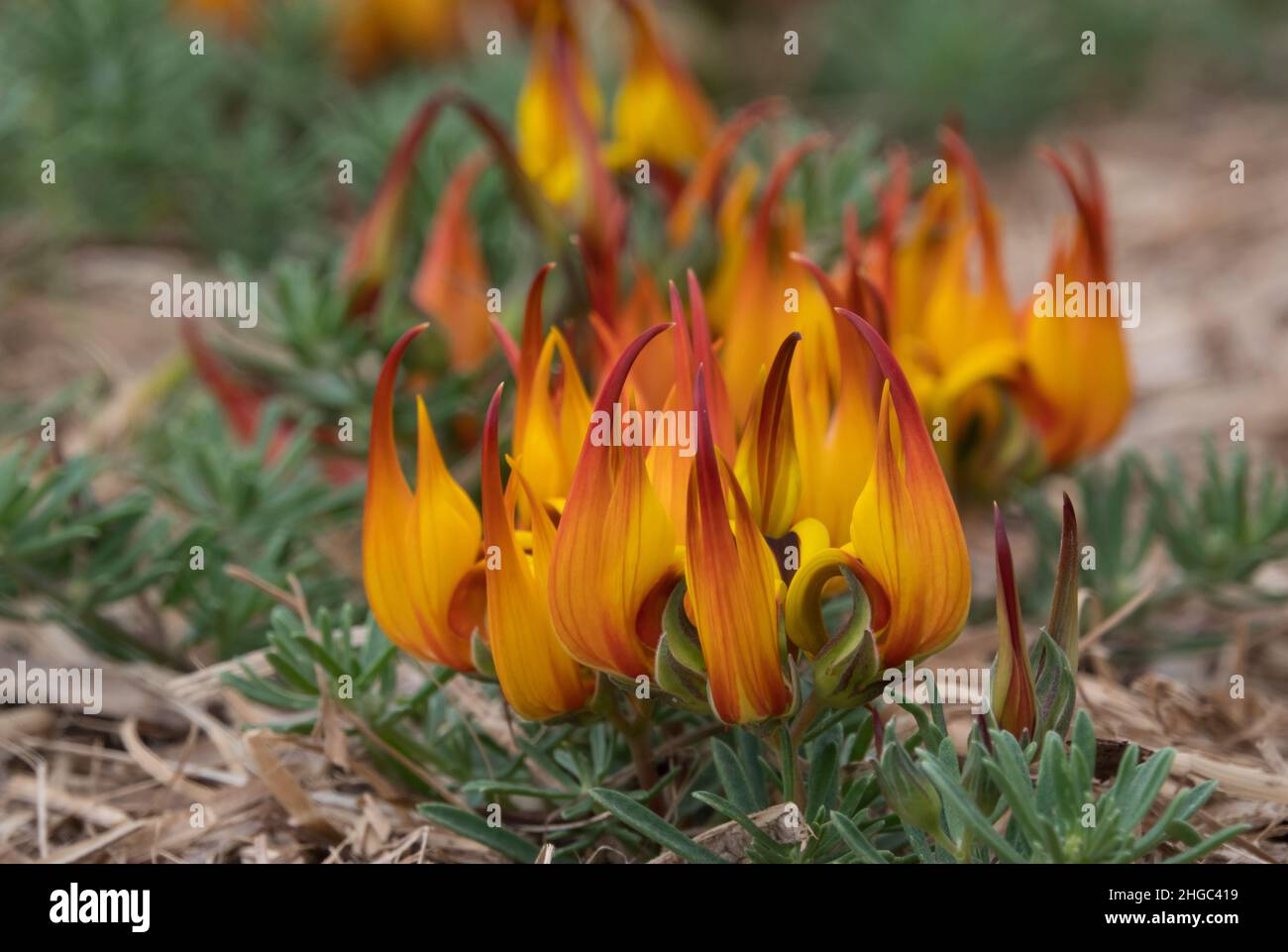 Lotus gold flash hi-res stock photography and images - Alamy