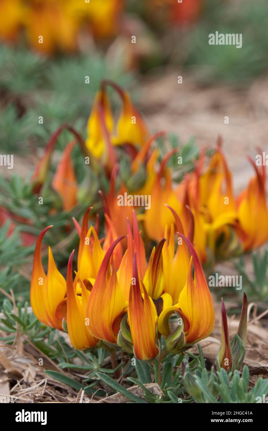 Goldflash hi-res stock photography and images - Alamy