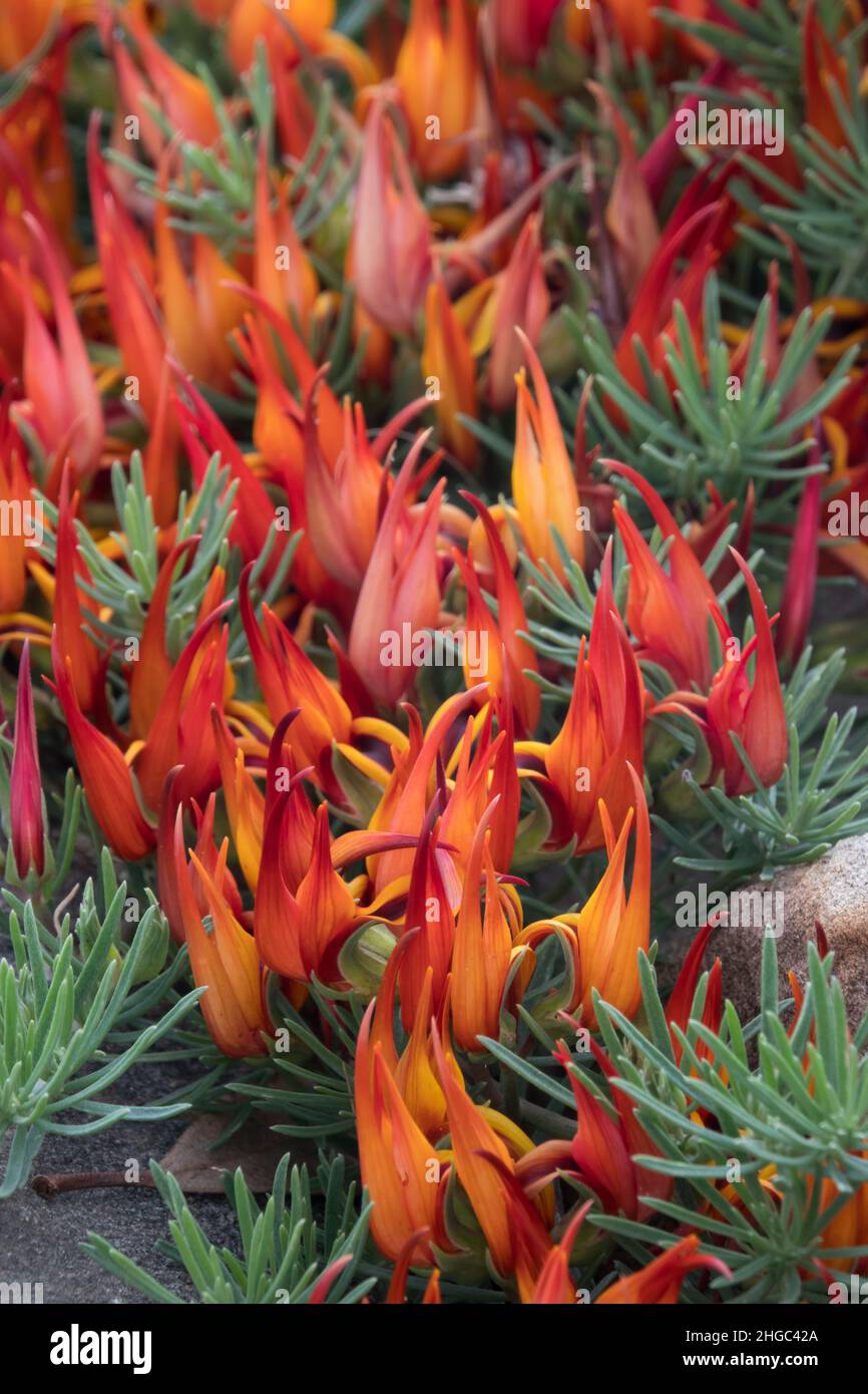 Lotus Red Flash (Lotus berthelotii) ground cover plant in bloom ...
