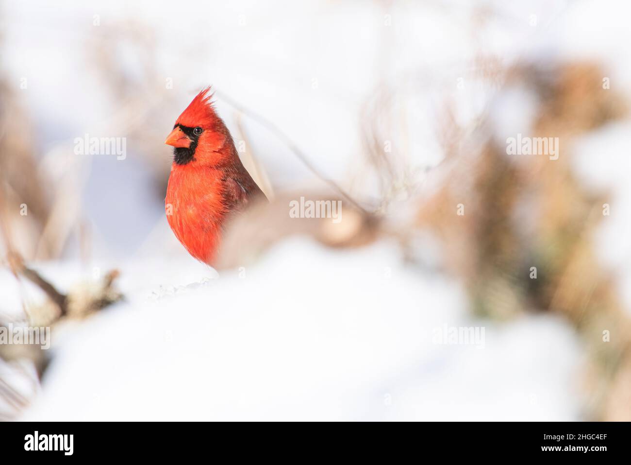 Male Northern Cardinal searching for food in snow, Pennsylvania Stock ...