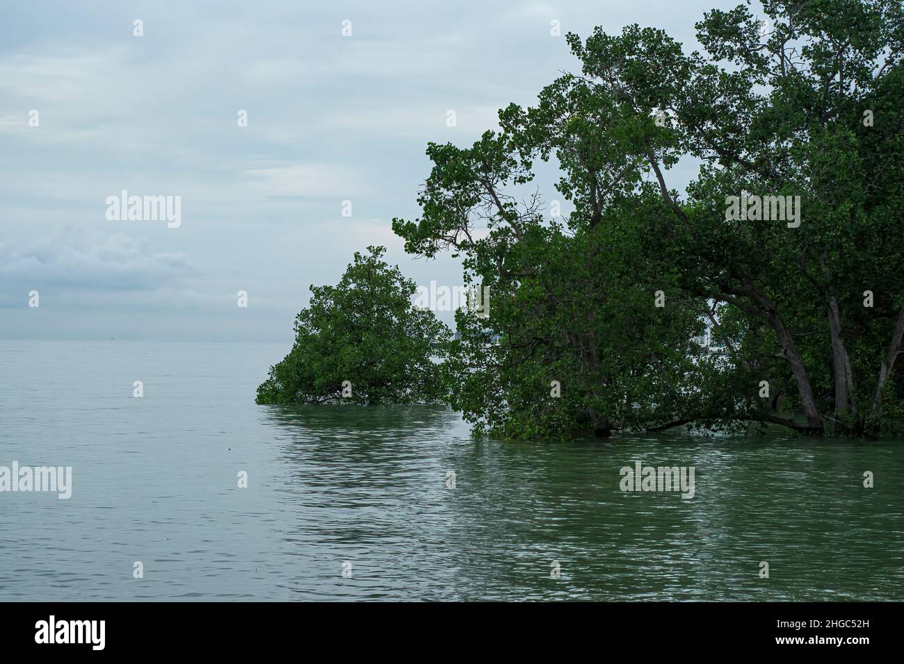 Partially submerged trees on the seashore during high tides. Selective ...