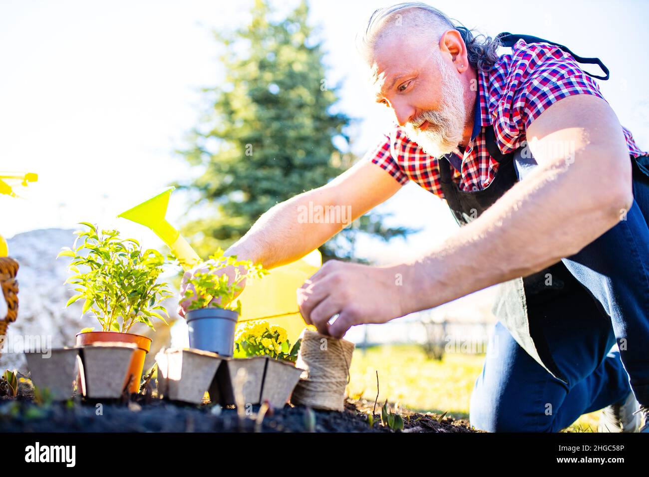Senior man planting a plants in garden outdoors spring season ready ...