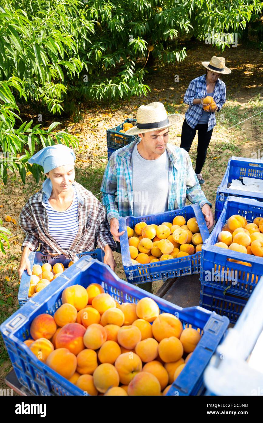 Workers carry boxes of peaches to the tractor platform Stock Photo - Alamy