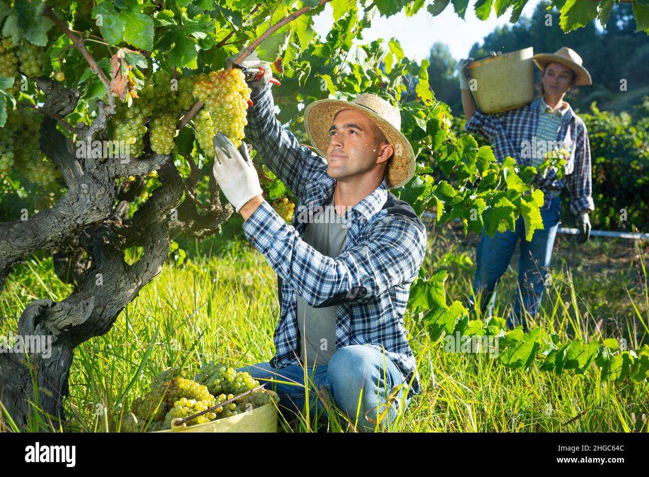 Male farmer harvesting ripe white grapes in vineyard Stock Photo - Alamy