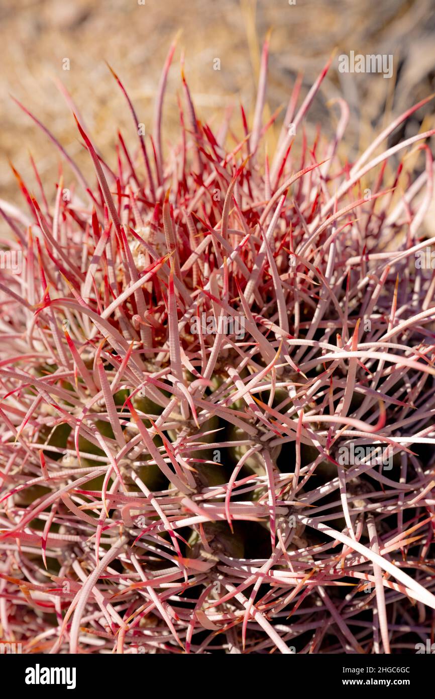 Red Tips Of California Barrel Cactus Spines Appear To Be Tangled In ...