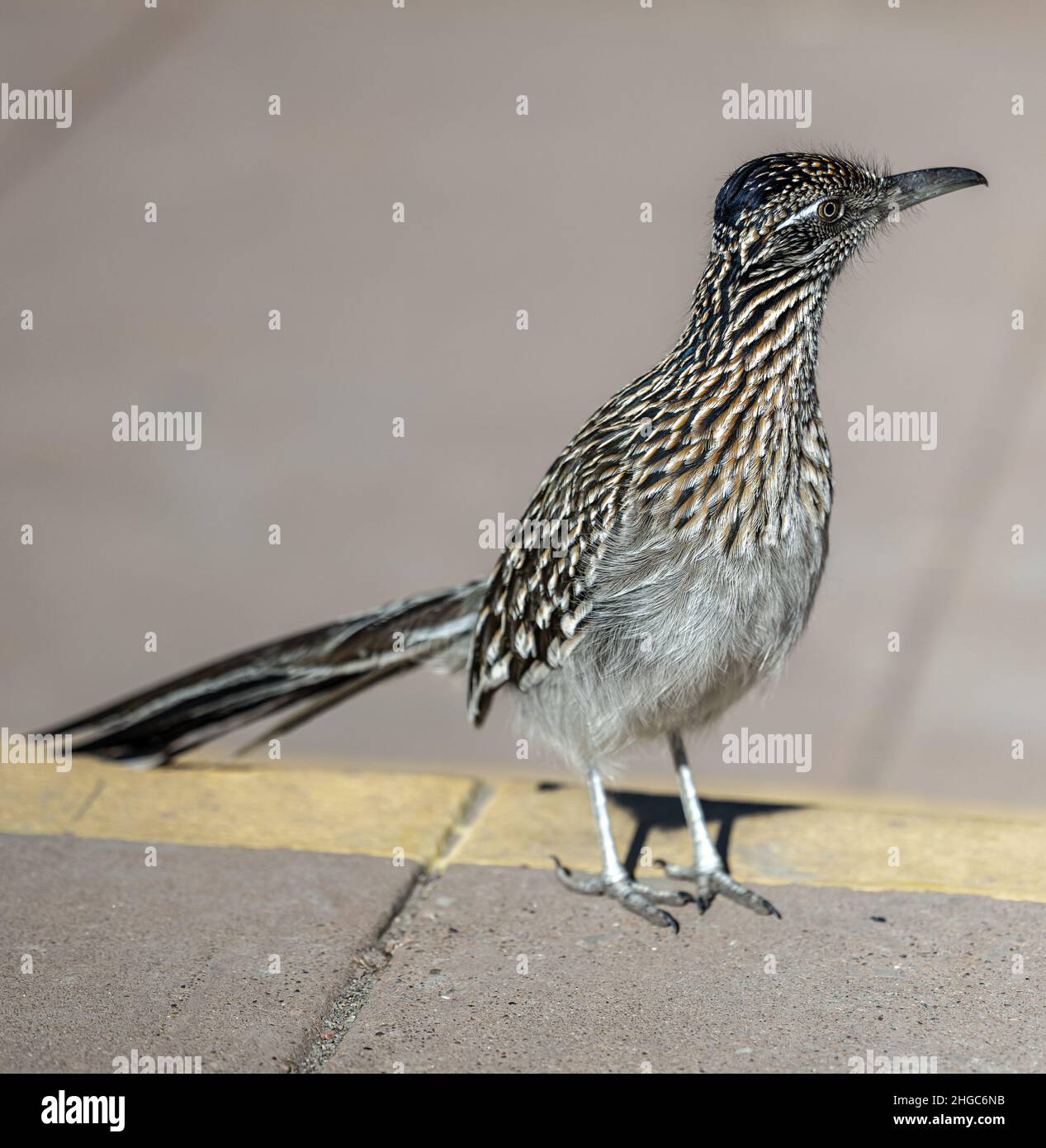 Roadrunner at big bend national park hi-res stock photography and ...