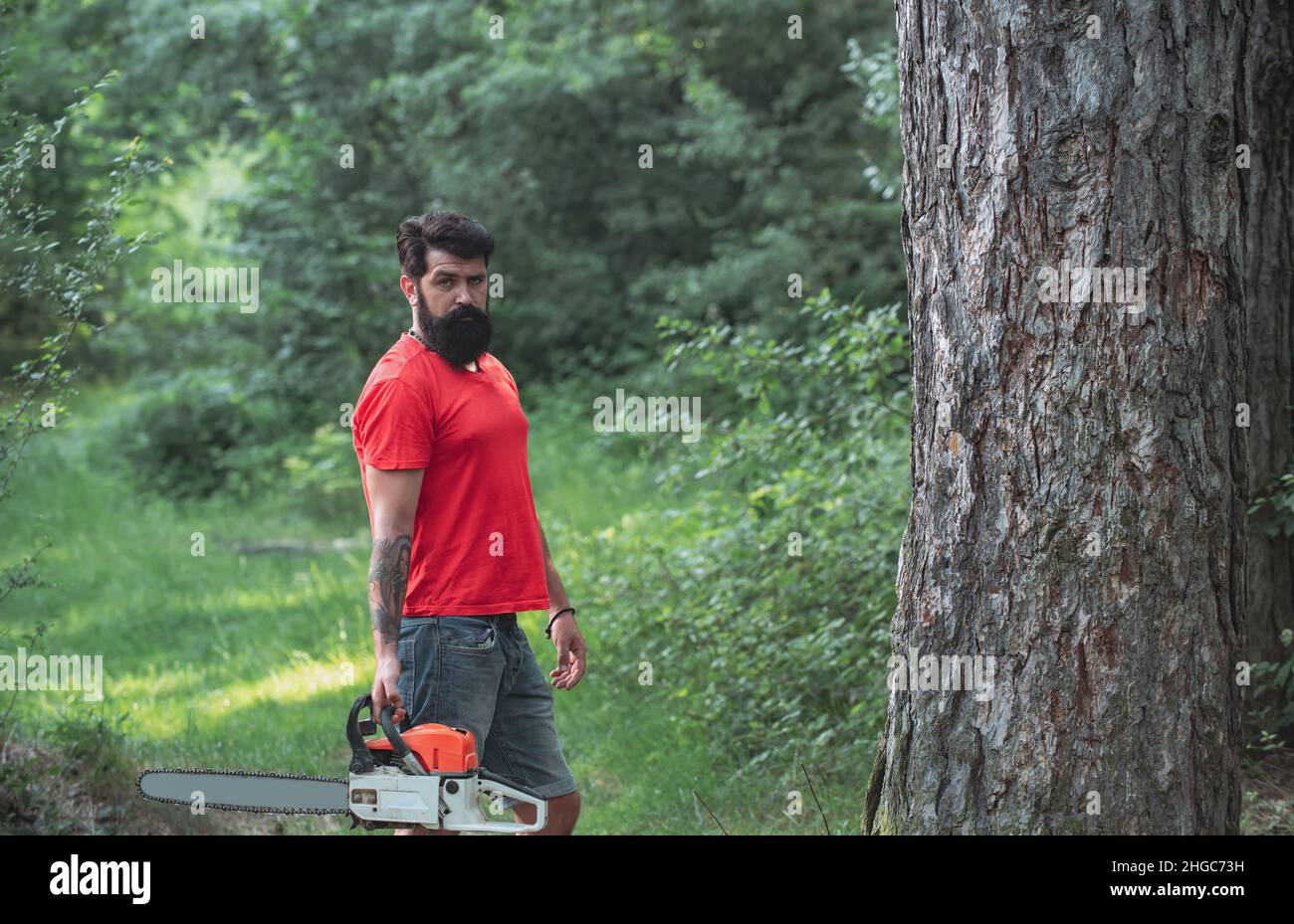Illegal logging continues today. Lumberjack on serious face carries ...