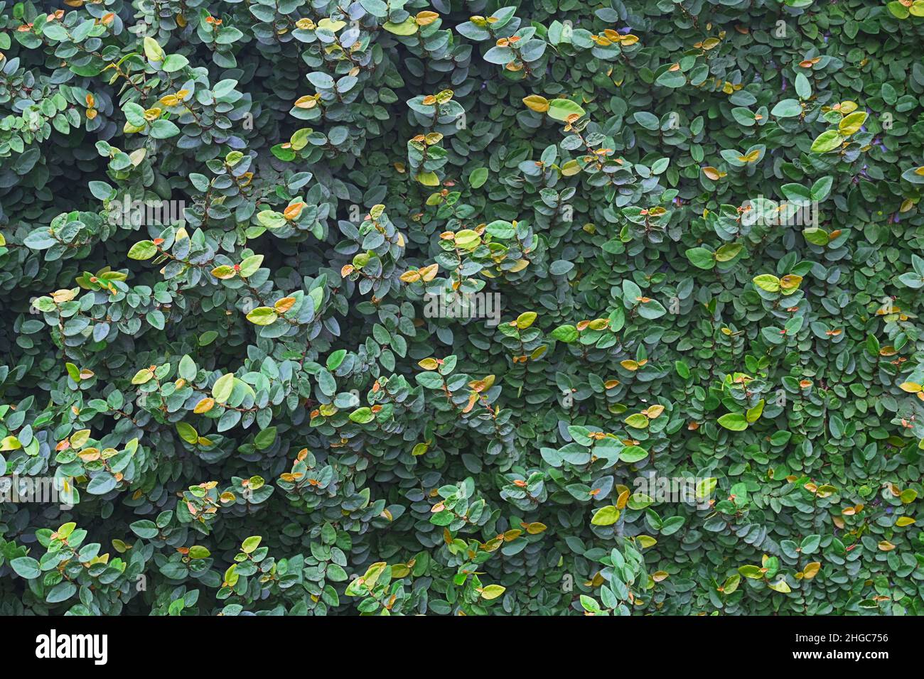 Natural green leaf wall background Stock Photo - Alamy