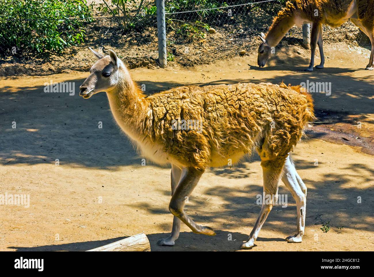 Cool animal llama in zoo,United States Stock Photo - Alamy