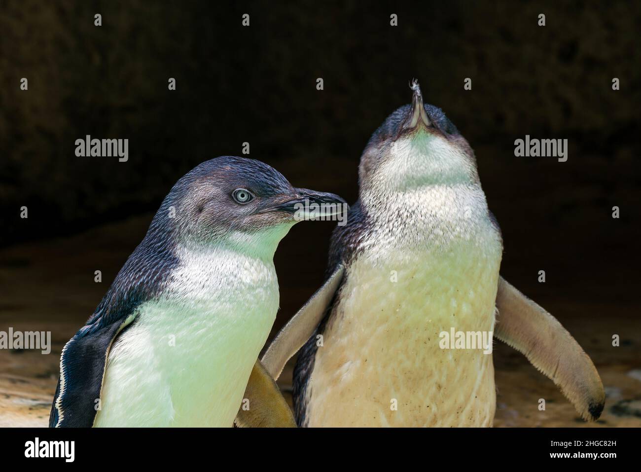 Penguins in the wildlife park in Perth Australia Stock Photo - Alamy