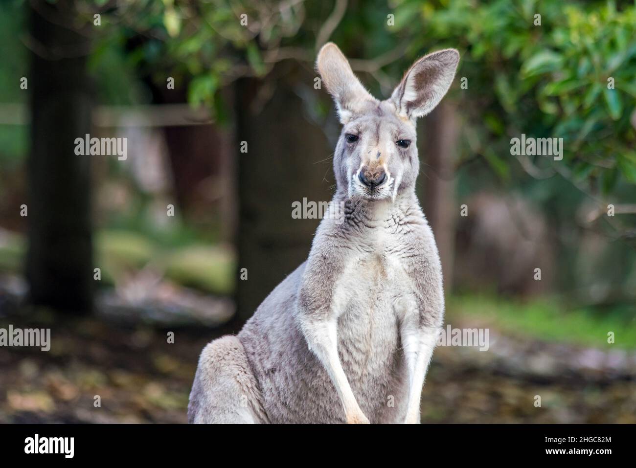 Kangaroo with natural background in Perth, Western Australia Stock ...