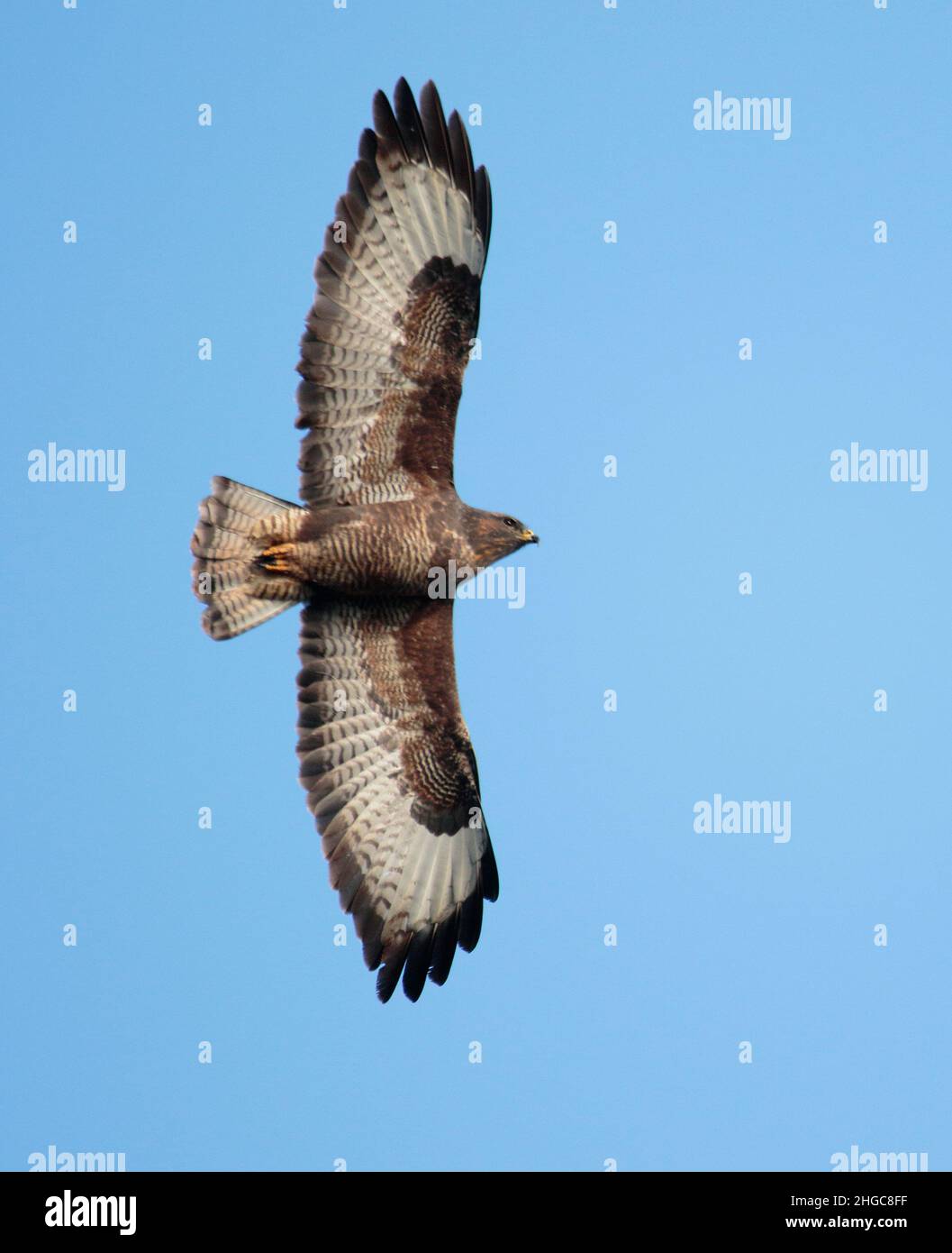 Dark brown feathers hi-res stock photography and images - Alamy