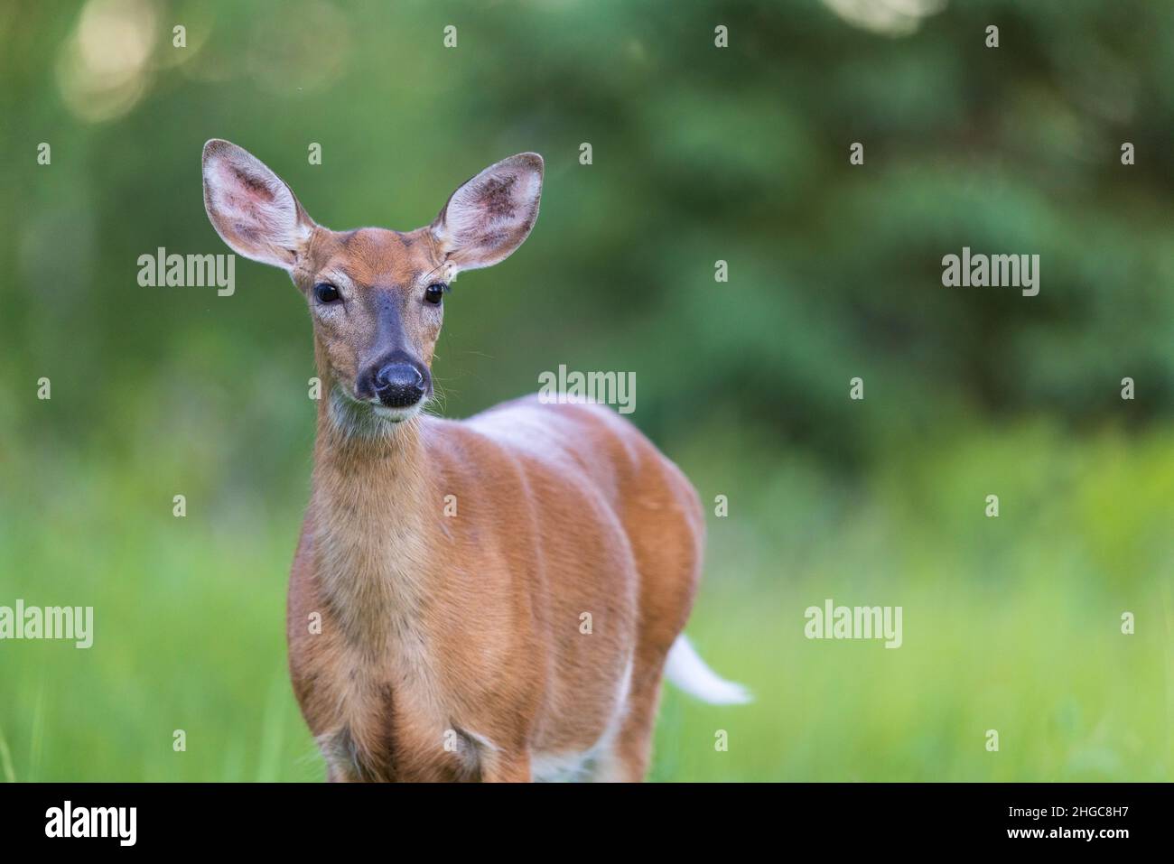 Flick of a tail hi-res stock photography and images - Alamy