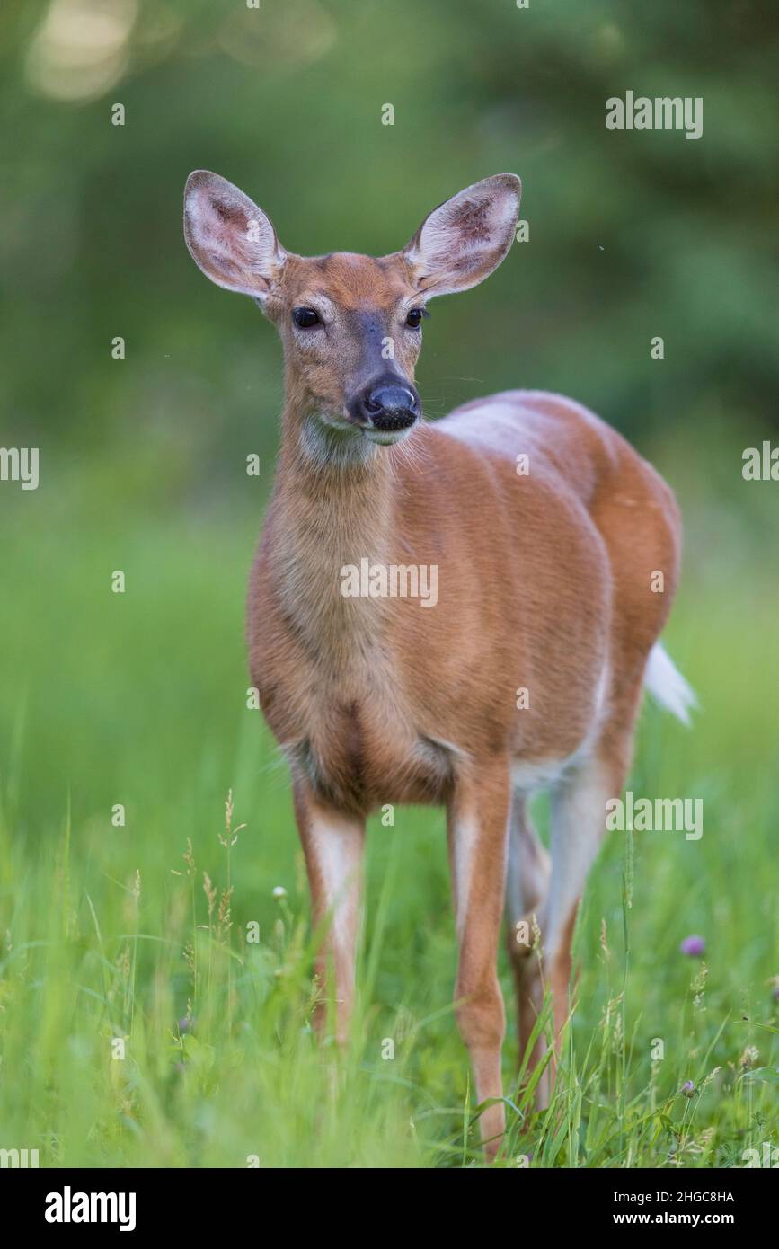 White tailed doe female hi-res stock photography and images - Alamy