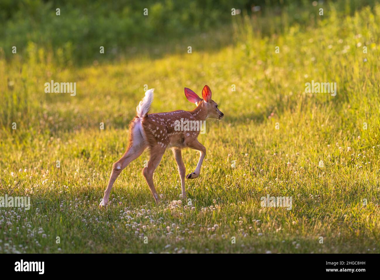 Flag The Fawn