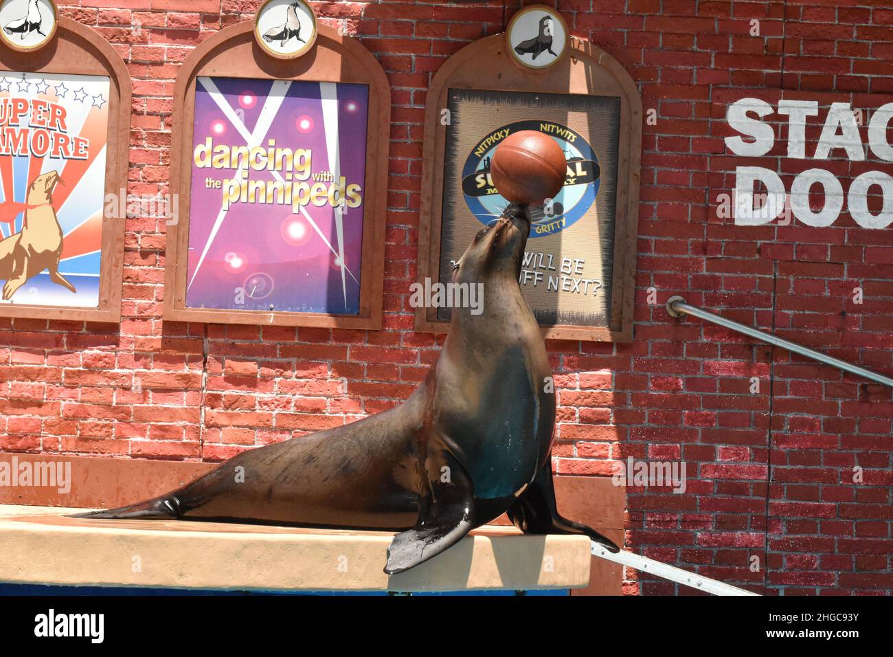 sealion with ball in seaworld Stock Photo - Alamy