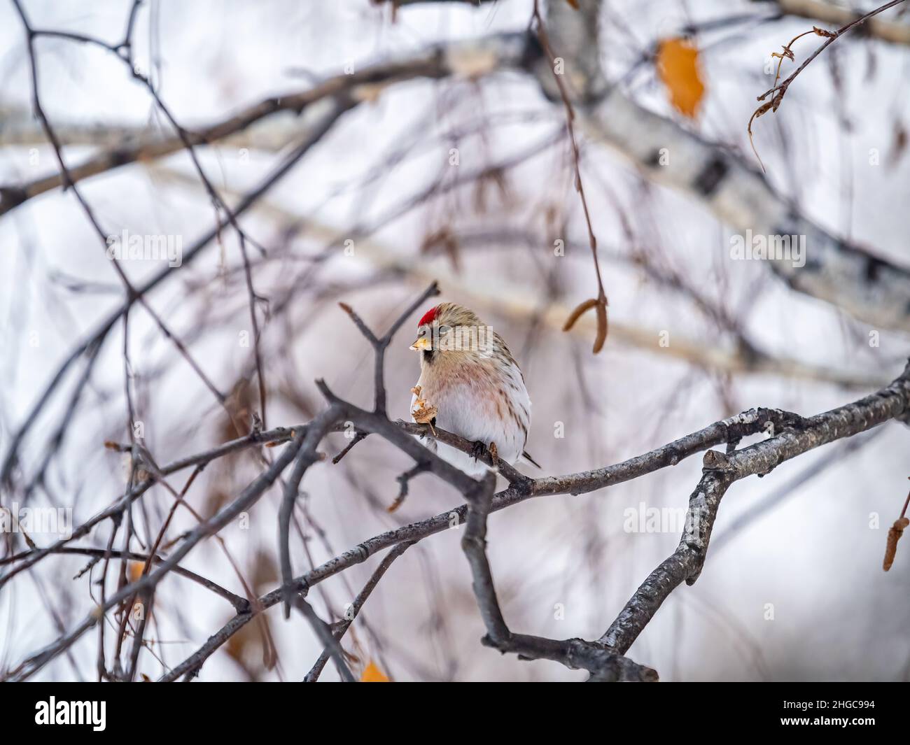 Red patch on forehead hi-res stock photography and images - Alamy