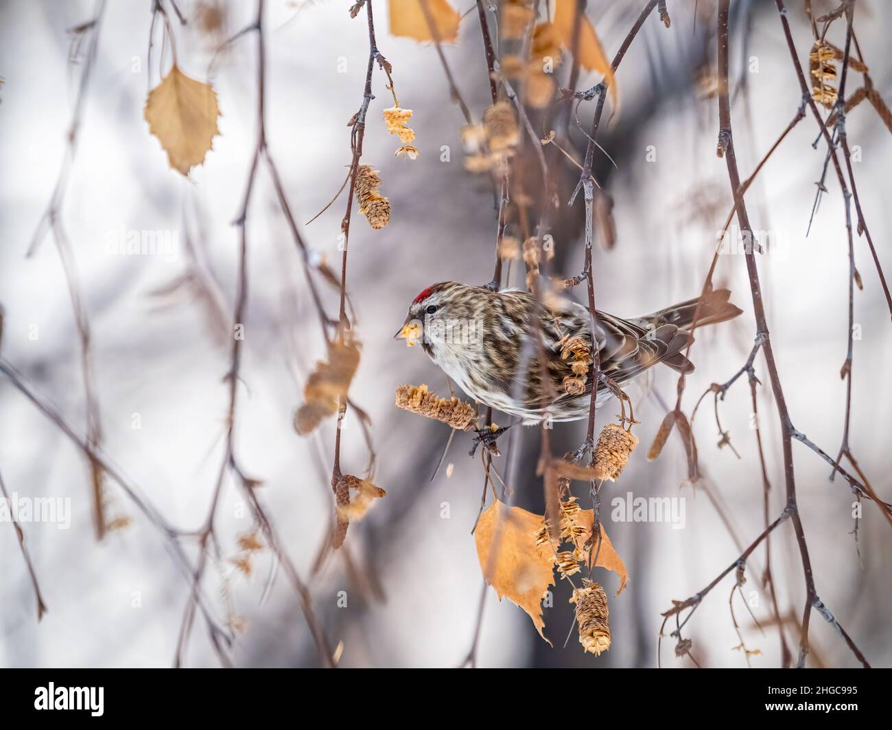 Common redpoll, cute bird with bright red patch on its forehead sits on ...