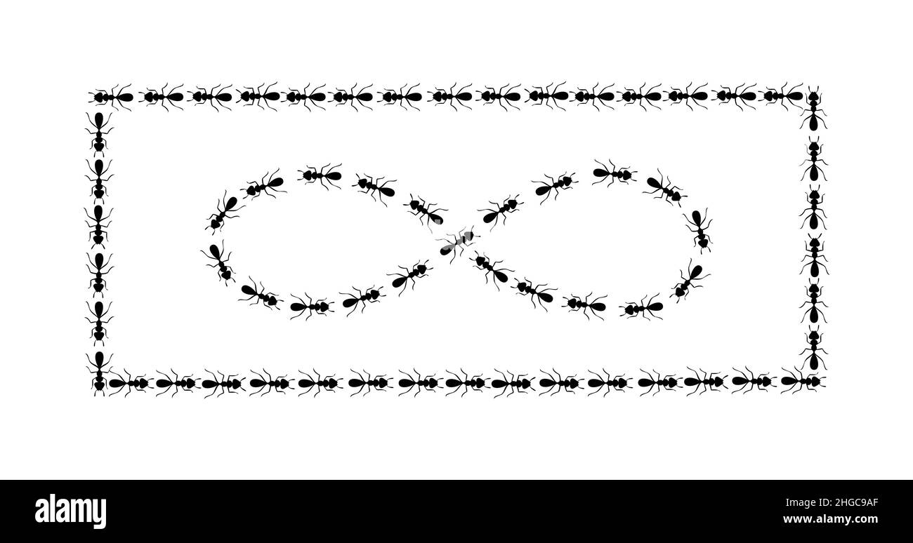 Ants path shaping infinity sign and square boder. Black ant trail ...