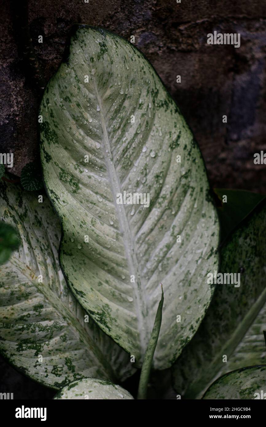 Monstera leaf hi-res stock photography and images - Alamy