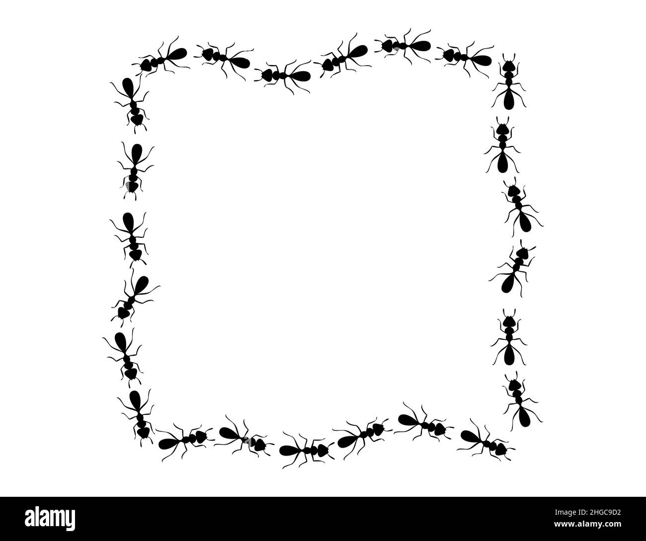 Black ants square border. Ants forming messy rectangular shape isolated ...