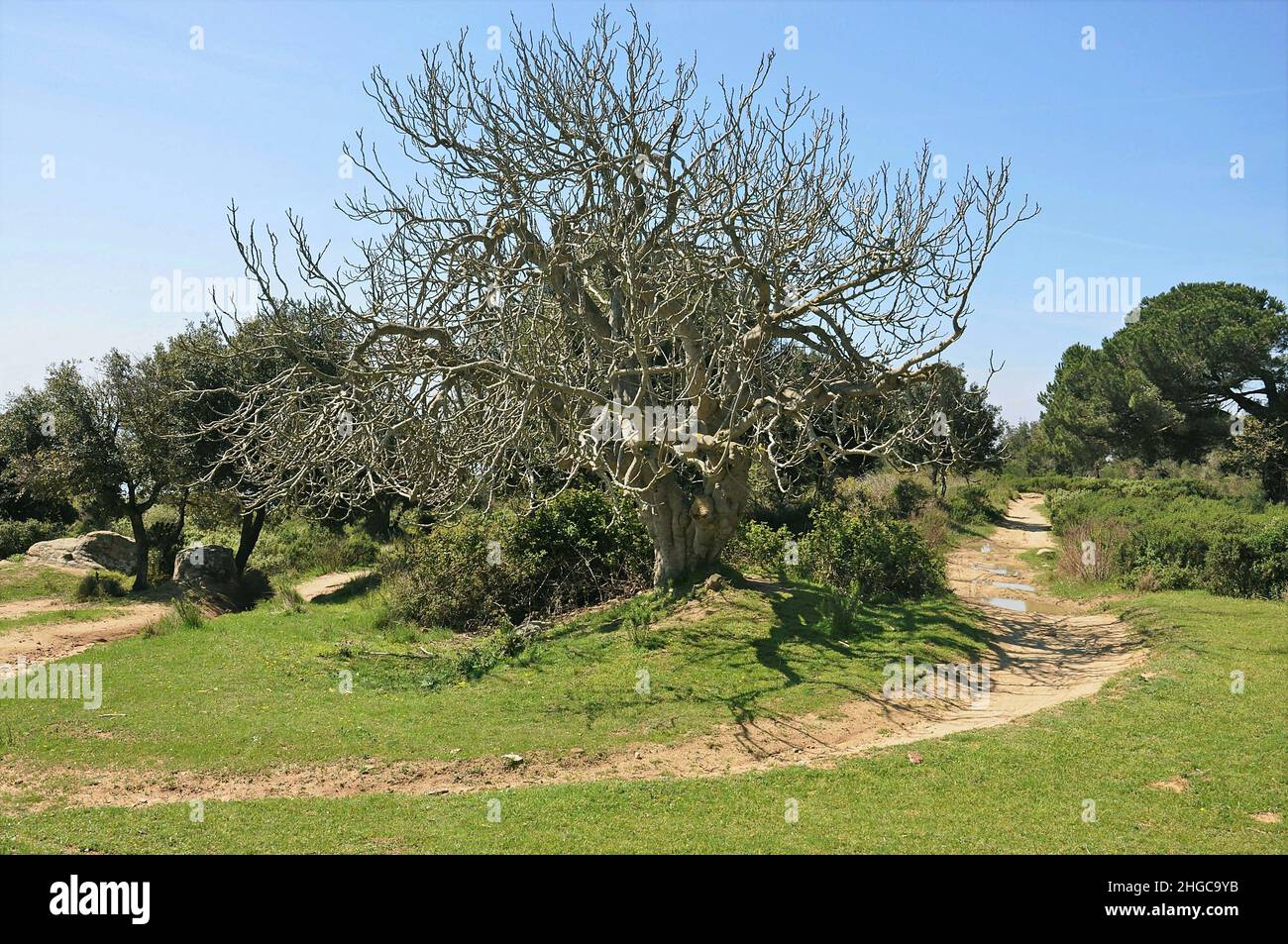 Viewpoint of the Cornice in Teià in the Maresme region, province of ...