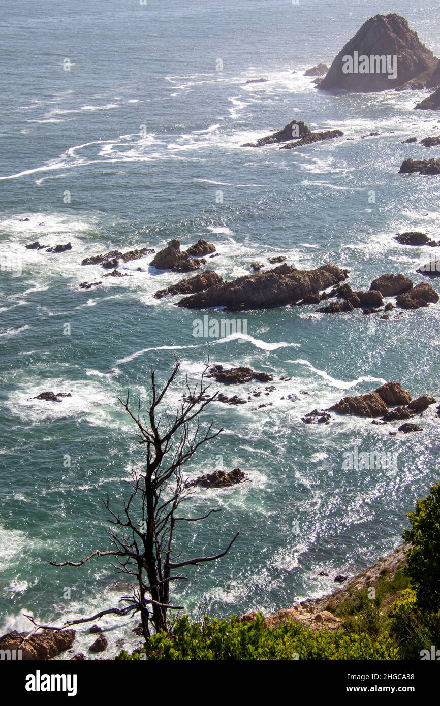 A rocky patch in the sea with a silhouetted dry tree seen from above ...
