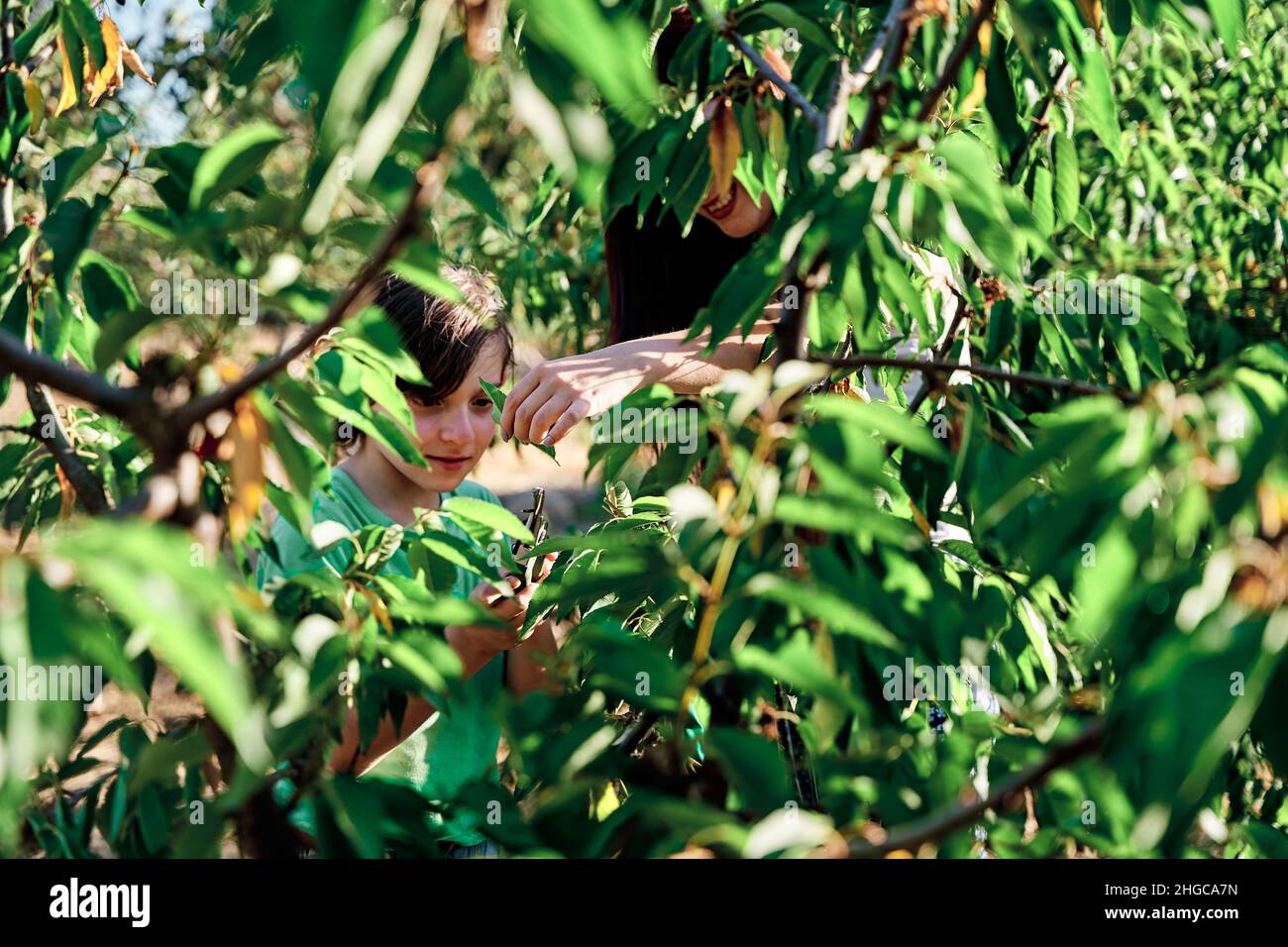 portrait of a little boy playing at pruning a tree with his mother on a ...