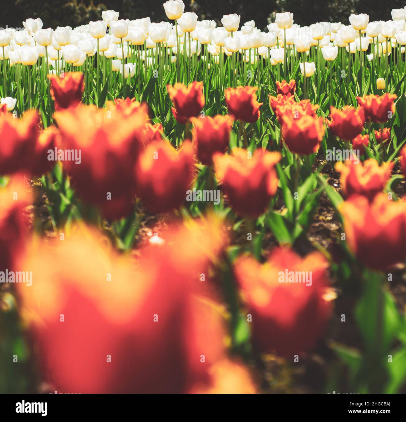 Tulips field. Red Tulip flowers in spring blooming blossom scene Stock ...