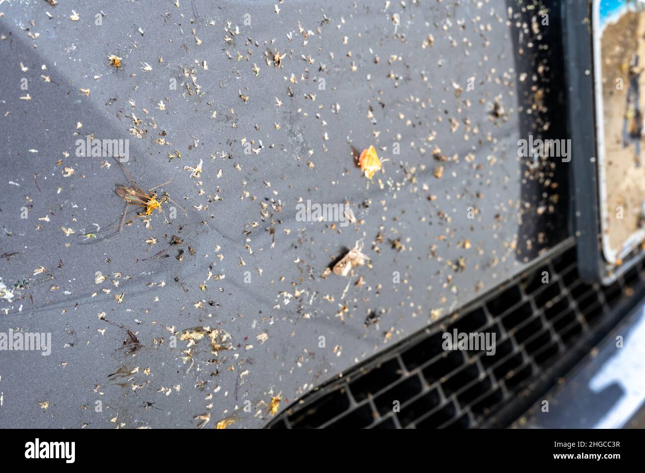 Selective focus on dead bugs splattered to the front grill and plates ...