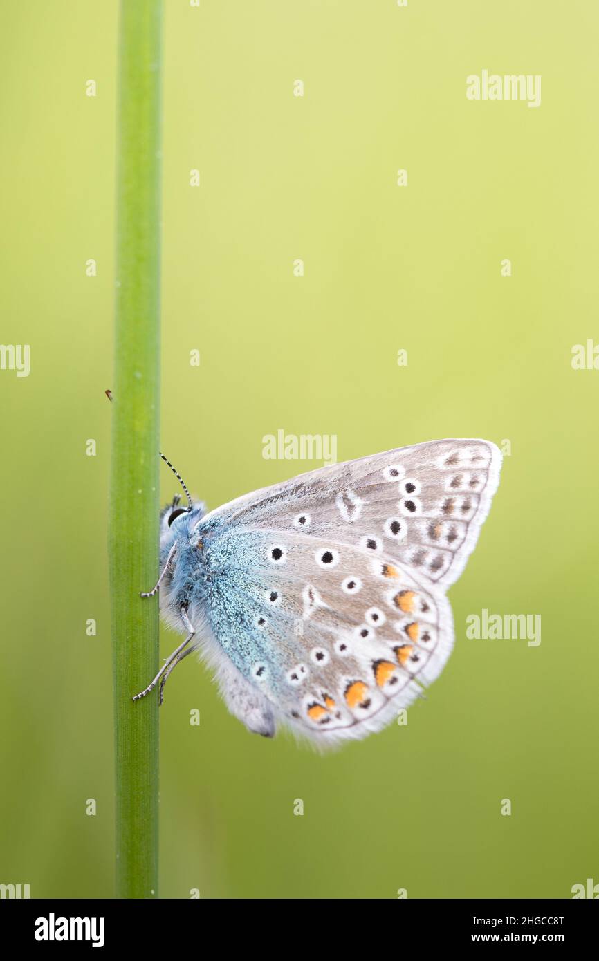 Wonderful world of insects Stock Photo - Alamy