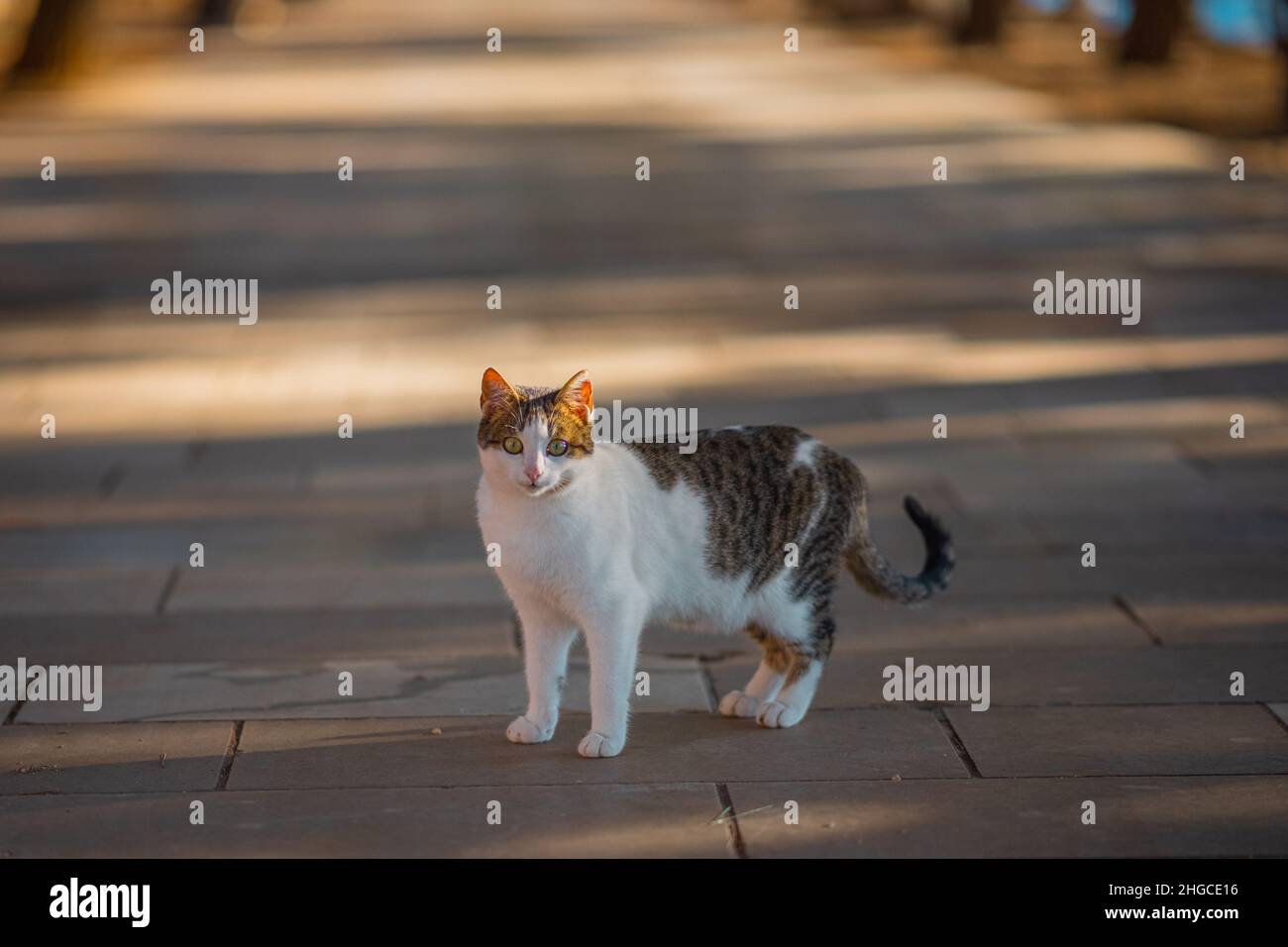 Cute white and gray kitty standing on the pedestrian walkway nd looking ...