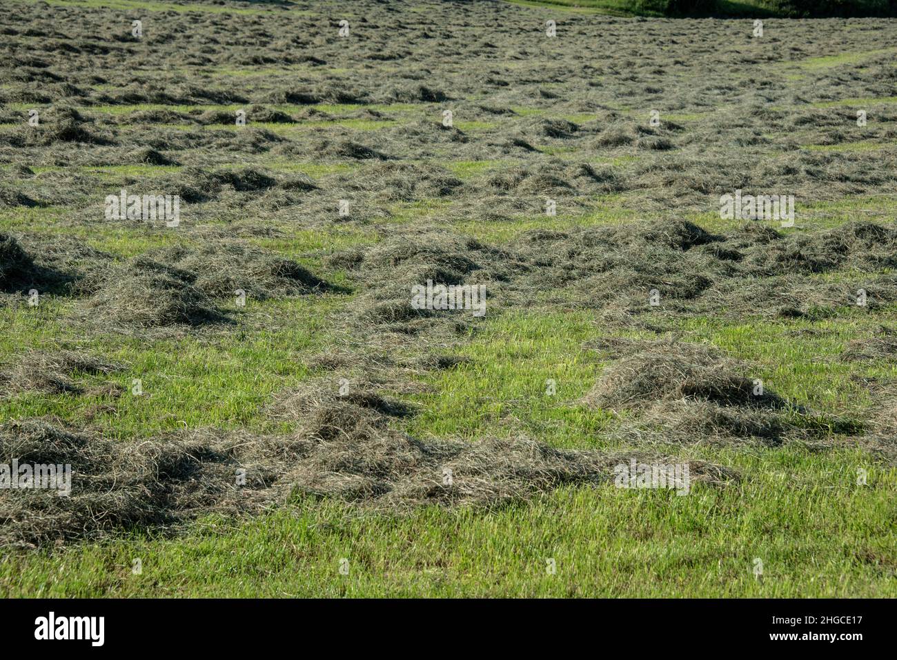 Summer landscape rows mowed hi-res stock photography and images - Alamy