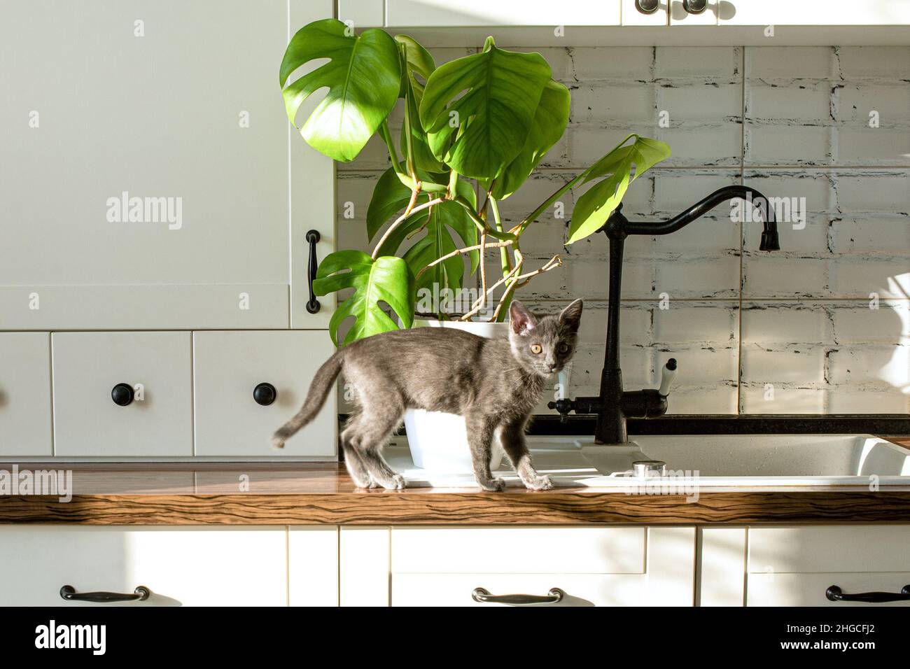 Monstera plant in a white pot on a white kitchen and little grey ...