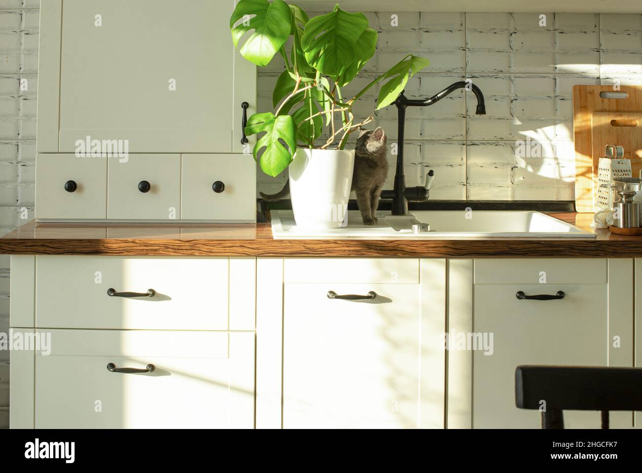 Monstera plant in a white pot on a white kitchen and little grey ...