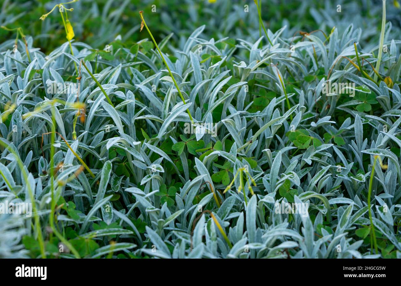 Texture, green plants, garden Stock Photo - Alamy