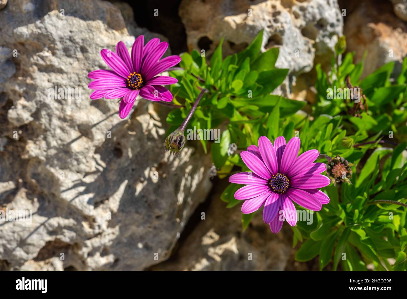 Twin flowers sunbathing with stone background in spring Stock Photo - Alamy