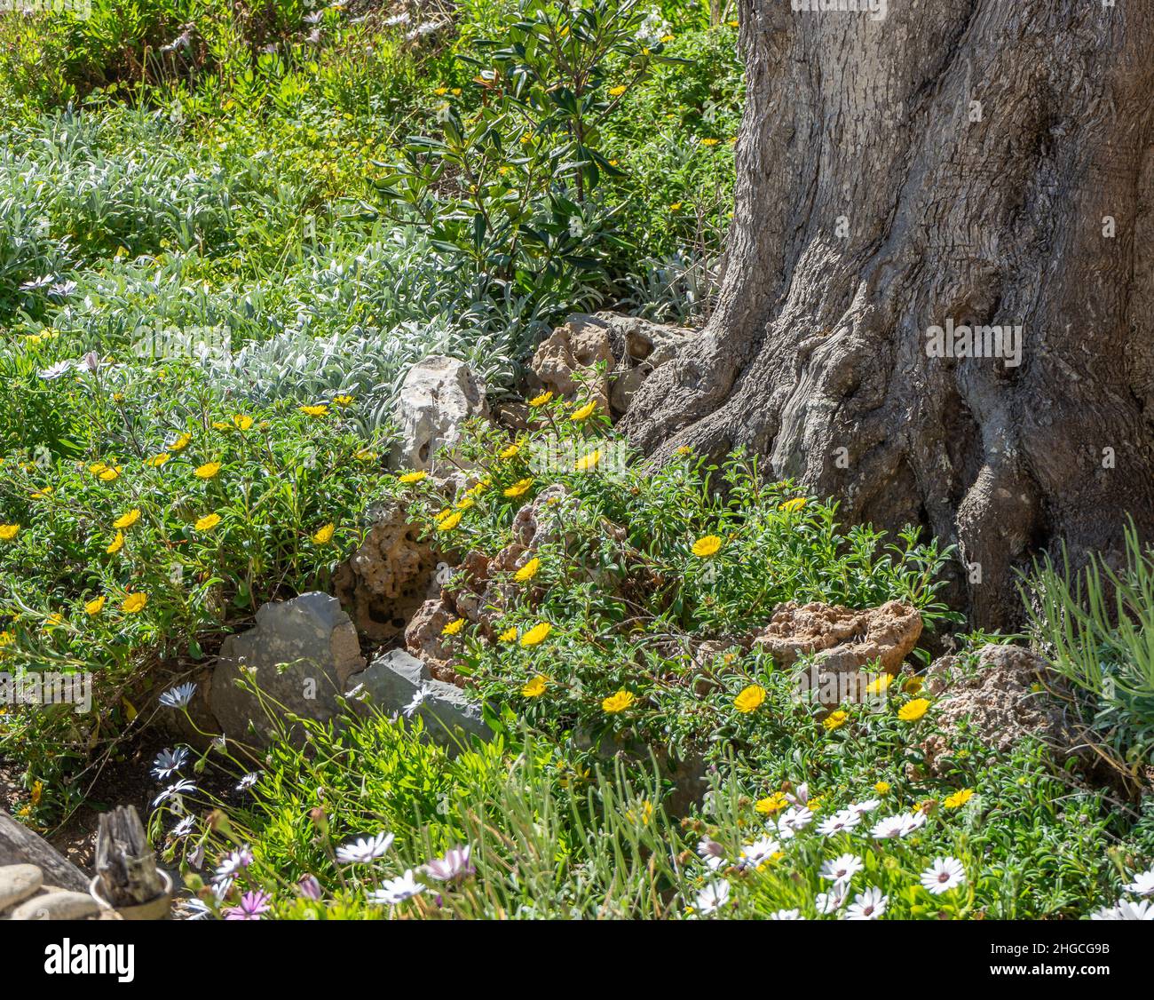 Century-old tree trunk surrounded by flowers in spring Stock Photo - Alamy
