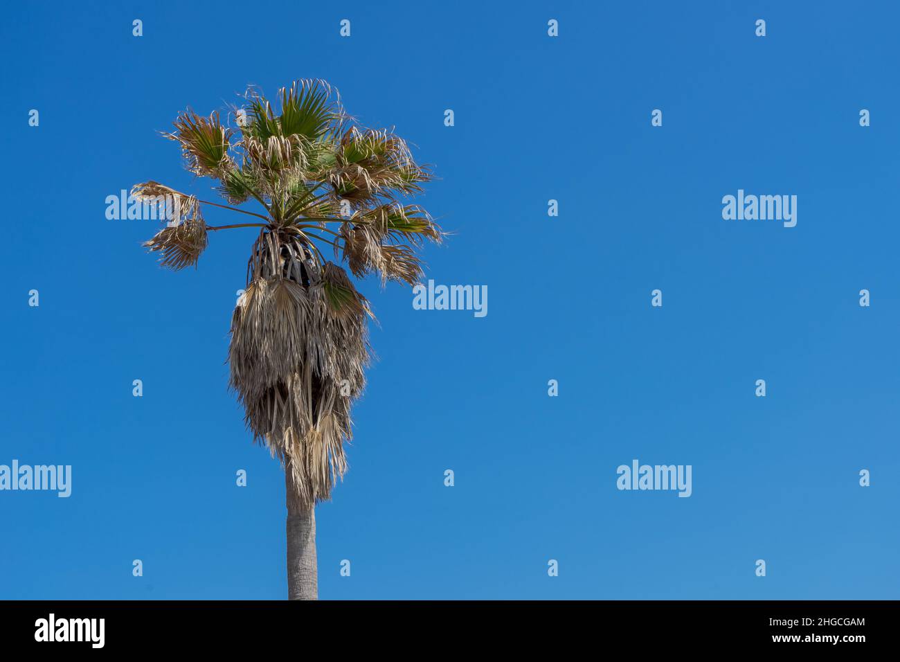 Unpruned tree hi-res stock photography and images - Alamy