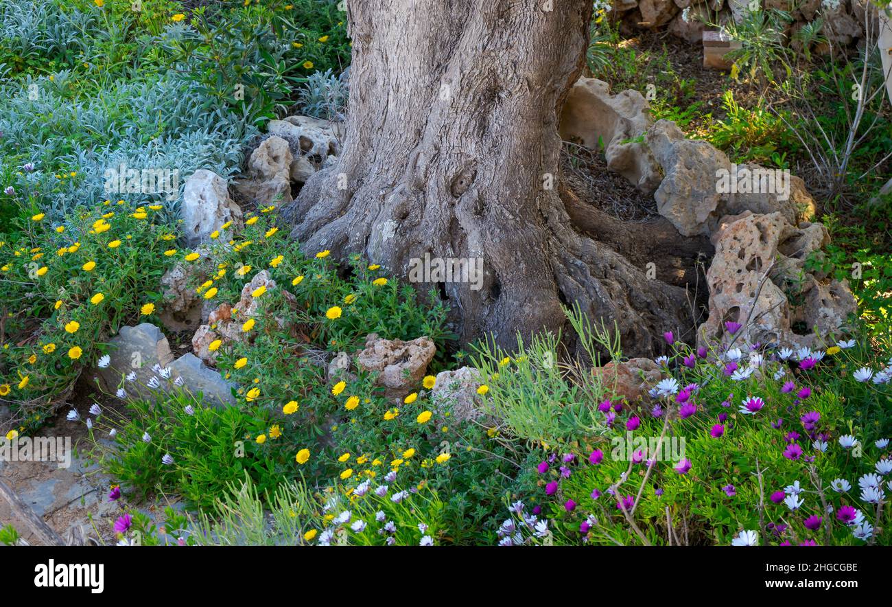 Century-old tree trunk surrounded by flowers in spring Stock Photo - Alamy