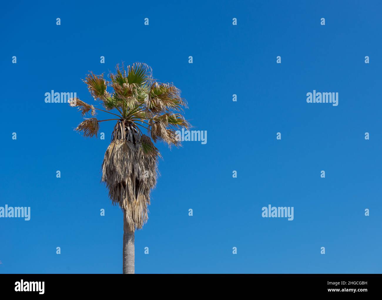 Unpruned tree hi-res stock photography and images - Alamy